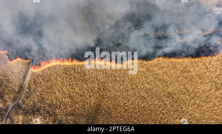 Fire burn on yellow straw rice field with smoke aerial view ...