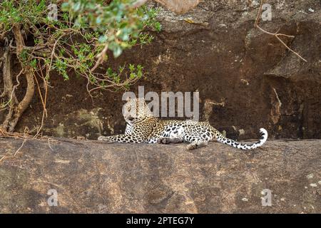 Leopard lies on ledge beside tangled bush Stock Photo - Alamy