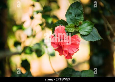 Goa, India. Close View Pink Flower Of Hibiscus Rosa-sinensis Stock ...
