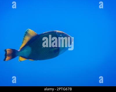large green triggerfish in deep blue water during diving in egypt Stock ...