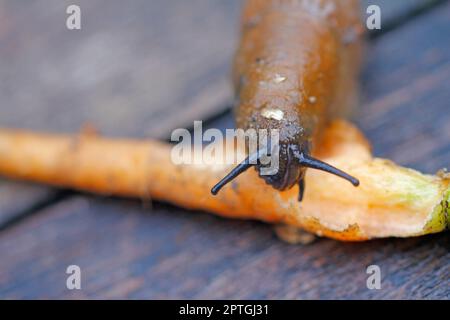 slug, rasping on small carrot Stock Photo - Alamy