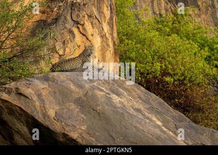 Leopard lies on rock between thick bushes Stock Photo - Alamy