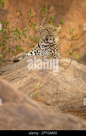 Leopard lying on rock beside leafy bush Stock Photo - Alamy