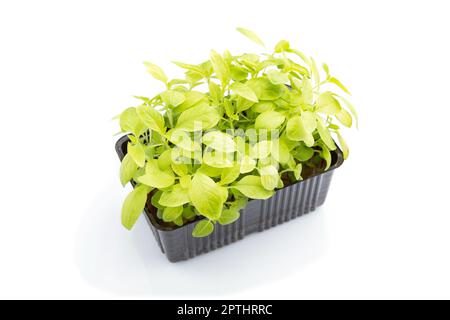 Plastic box with microgreen sprouts of basil isolated on white ...