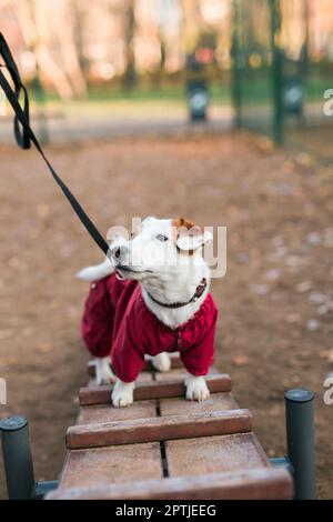 Jack russell terrier dog trainings outdoors in city park zone dog ...