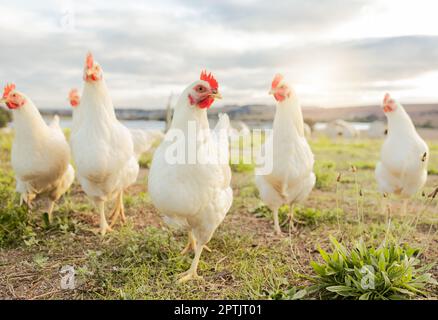 Poultry Animals List