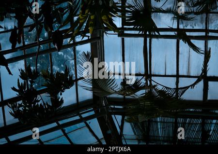 water reflection in teh botanical garden, ceiling and palm trees Stock ...