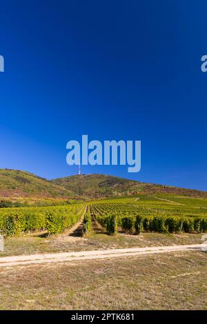 Autumn vineyard and Tokaji-hegy (513 m), Tokaj region, Great Plain and ...