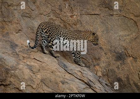 Leopard standing on steep rock looking down Stock Photo - Alamy