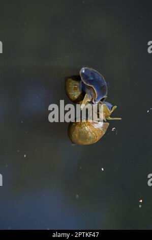 Water snails in the lake, in water two water snails. Water snail ...