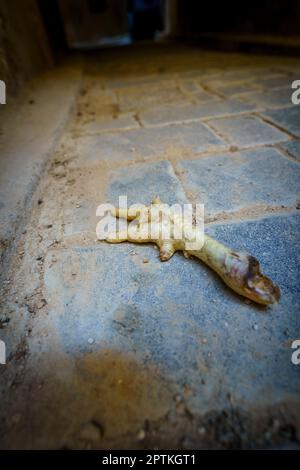 sectioned chicken leg in an alley Fez, morocco, africa Stock Photo - Alamy