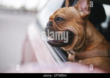 Closeup of a Bulldog looking out a car window Stock Photo - Alamy