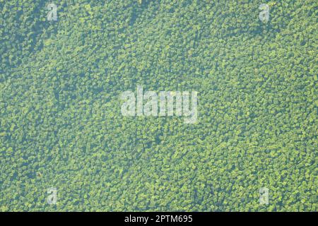 Green figures for biofiltration of water in the aquarium filter or ...
