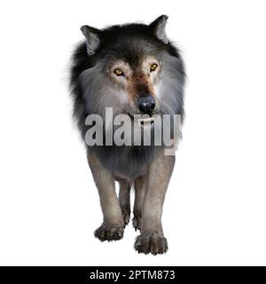 The carnivorous Dire Wolf lived in North and South America during the ...