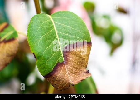 Heat waves produce droughts that dry the leaves of the trees ...