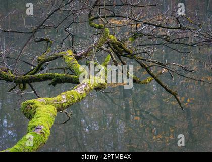 Tree branches covered with moss. Branchy forest in moss. Mossy forest ...