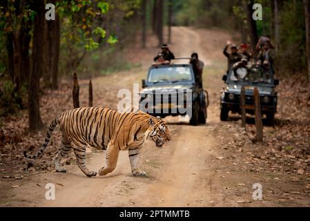 THESE images of an overweight tiger struggling to cross the road and ...