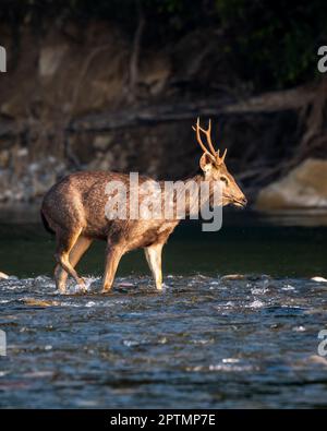 View of stags crossing the water in the Deer Park of the Wadhurst Park ...