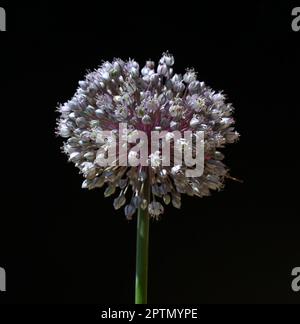 Porree, Allium, porrum, ist eine Heilpflanze, und eine der wichtigsten ...