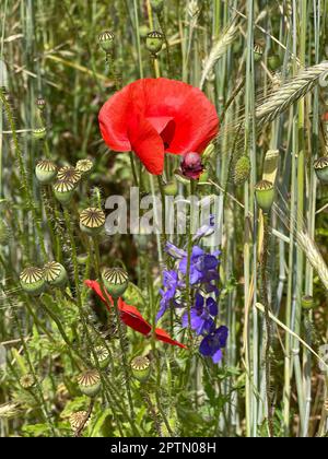 Klatschmohn, Papaver ist eine Pflanzengattung aus der Familie der ...