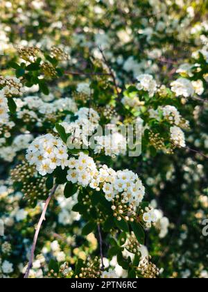 Cluster of white flowers with green leaves. The flowers are in full ...