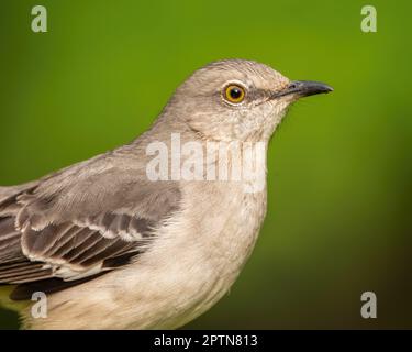 Northern Mockingbird closeup Stock Photo - Alamy