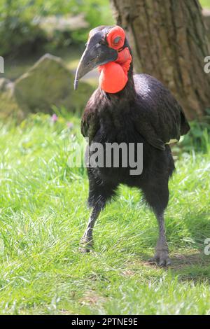 Southern ground hornbill Stock Photo - Alamy