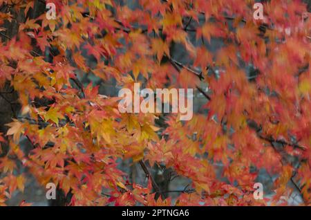 Japanese maple Acer palmatum moving by the wind. Nikko National Park ...