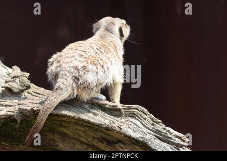 beautiful watchful watchful watching ledge safari wild animal zoo Stock ...
