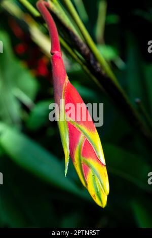 Heliconia flower, Sierramas residential area, Kuala Lumpur, Malaysia ...