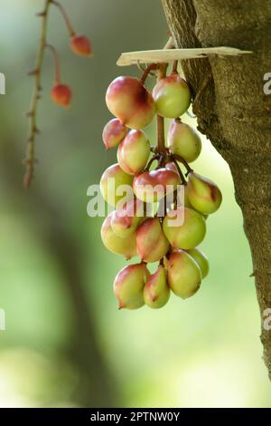 Luna nut is a local plant in Southeast Asia Stock Photo - Alamy