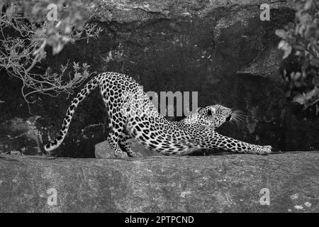 Mono leopard between bushes on rocky ledge Stock Photo - Alamy