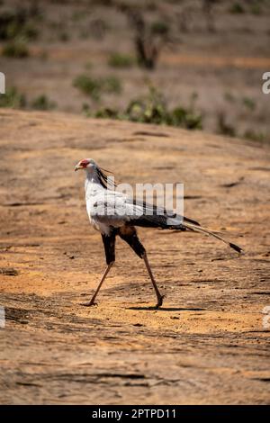 Secretary bird walks across rock in sunshine Stock Photo - Alamy