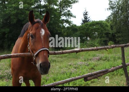 Beautiful horse in paddock near fence outdoors Stock Photo - Alamy