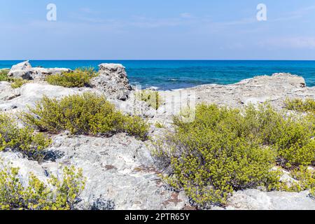 Fragrant plants growing on rocky shoreline, Isla Mujeres, Caribbean ...