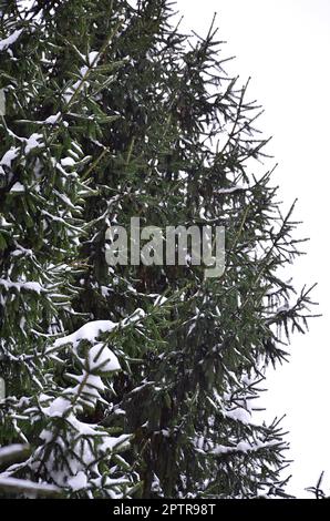 Russian Branch of green fir. Green prickly branches of pine tree under ...