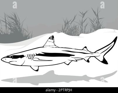 Drawing of Blacktip Reef Shark from Profile Stock Vector Image & Art ...