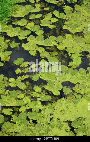 Texture of swamp water dotted with green duckweed and marsh vegetation ...
