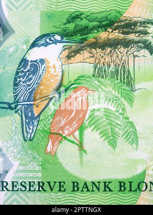 Birds and trees from Vanuatu money - vatu Stock Photo - Alamy