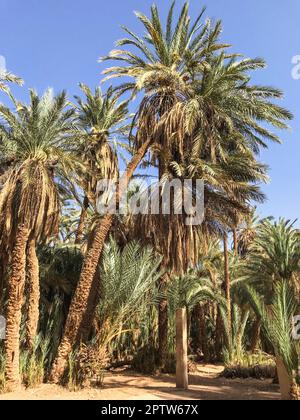 Morocco, Akka, Palm grove Stock Photo - Alamy