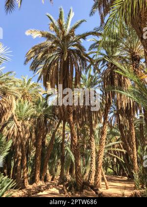 Morocco, Akka, Palm grove Stock Photo - Alamy