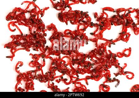 Red earthworm it live bait for fishing isolated on dark background ...