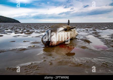 A harbour porpoise washed up at New Barns Bay, Arnside, Milnthorpe ...