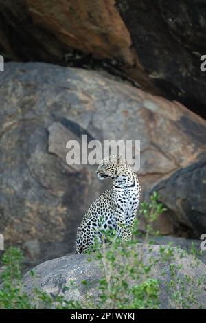 Leopard sits turning head on sunlit rock Stock Photo - Alamy