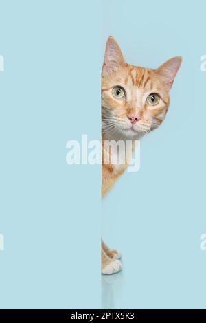 Portrait of ginger cat hiding behind cushion Stock Photo - Alamy