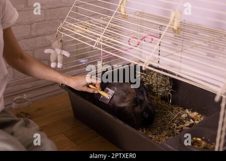 Grooming undercoat of bunny rabbit. Combing out rabbit fur brush ...