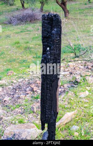 burned logs of wood after a fire Stock Photo - Alamy