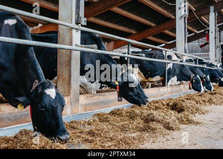 Calf cow in cage, caring on bio farm farming, feed hay grass silage ...