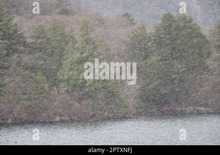 Blizzard over Lake Yunoto. Nikko National Park. Japan Stock Photo - Alamy