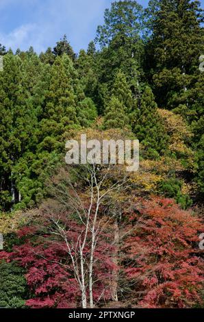 Mixed forest in autumn. Nikko National Park. Japan Stock Photo - Alamy